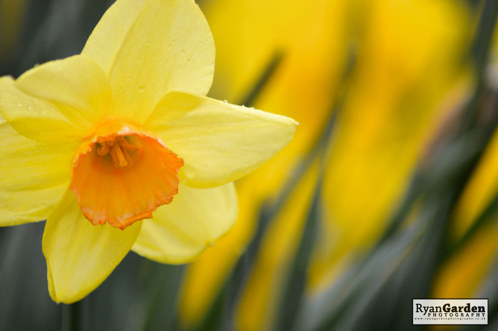 First Daffodils of Spring – Ryan Garden Photography